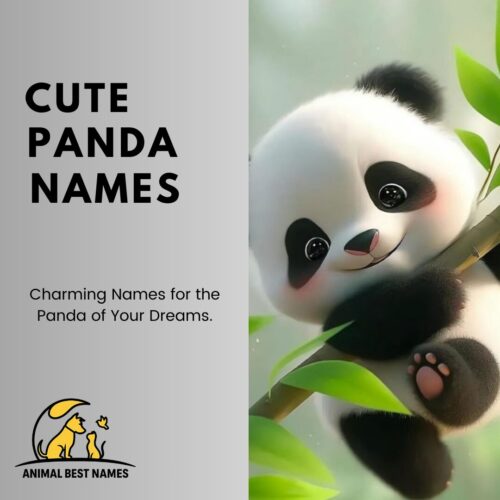 Top 350+ Unique Panda Names: Cool, Catchy and Best Ideas ...