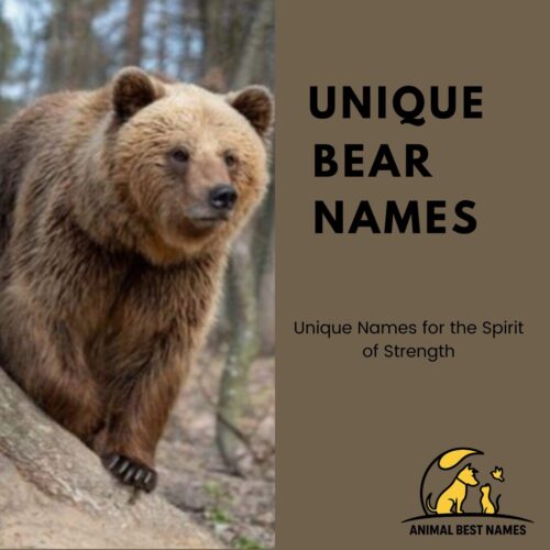 450+ Cool, Catchy & Best Bear Names [Ultimate List] - animalbestnames.com