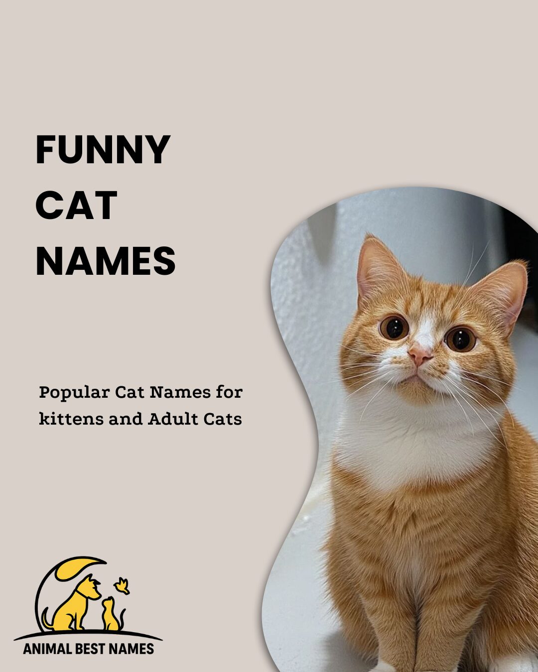 450+ Cute Cat Names That Perfectly Match Your Kitty’s Personality ...