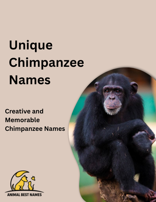 400+ Best Chimpanzee Names – Funny, Unique & Adorable Name Ideas ...