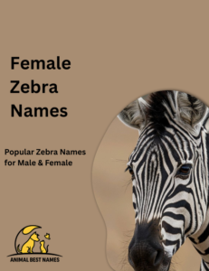 500+ Zebra Names – Cool, Cute & Unique Ideas for Your Striped Friend ...