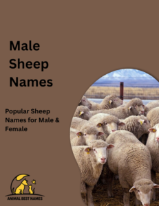 450+ Cute, Funny & Unique Sheep Names for Your Flock (Best Name Ideas ...