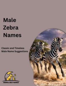 500+ Zebra Names – Cool, Cute & Unique Ideas for Your Striped Friend ...